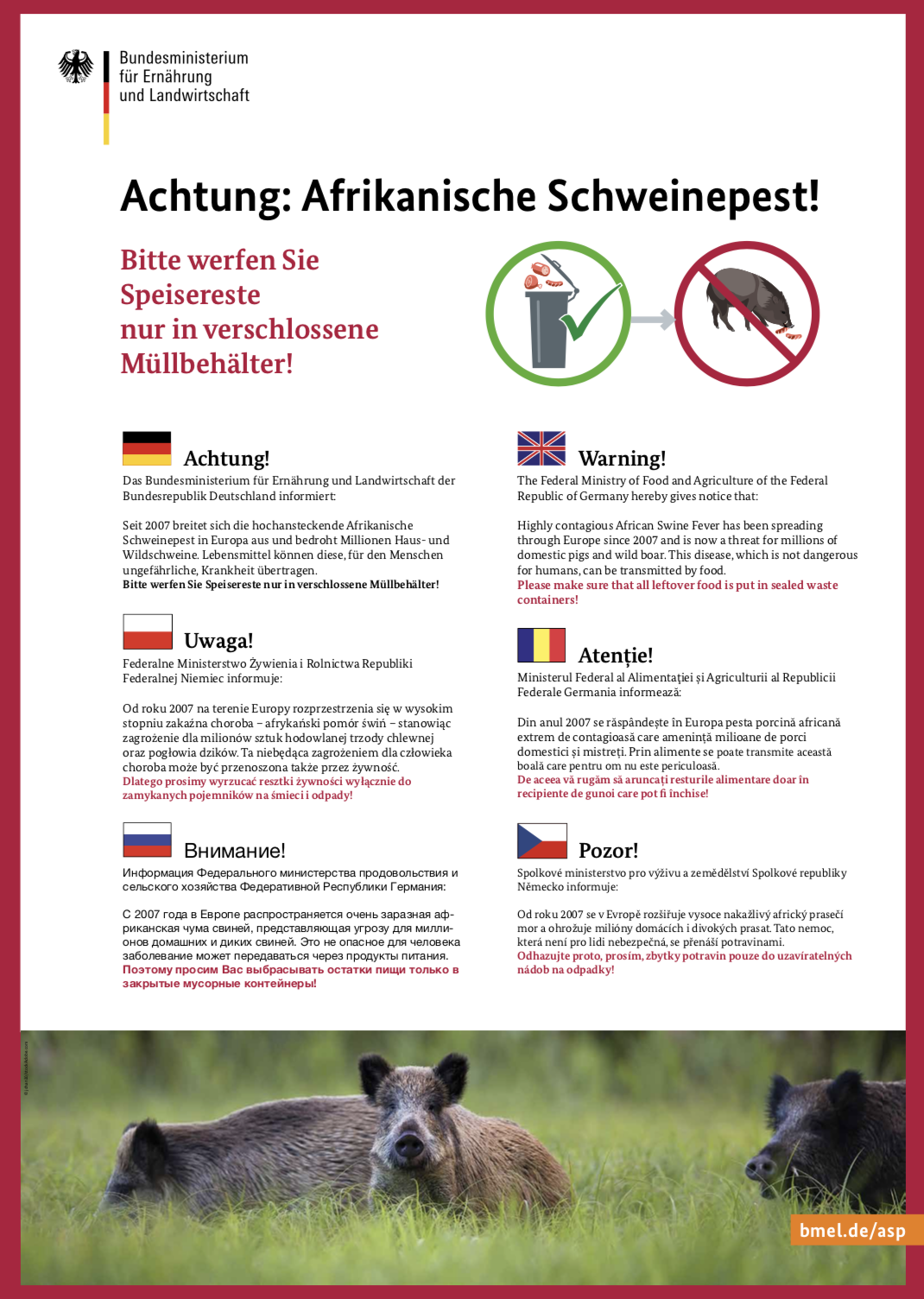 DVFB - Afrikanische Schweinepest in Westpolen